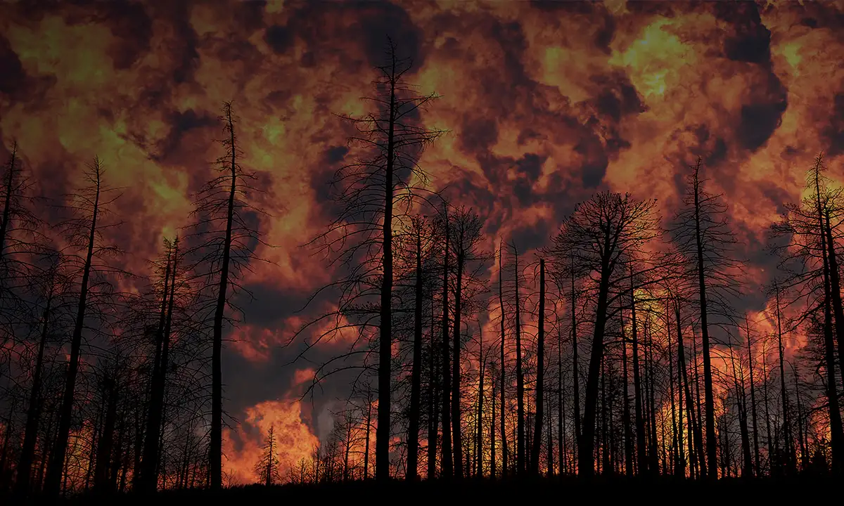 Looking Back at the Legacy of the 2019-2020 Fire Season